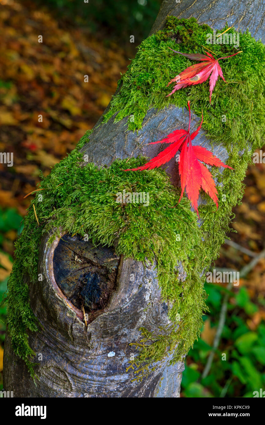 Leaf. Fall colors Seattle Arboretum. Washington Stock Photo - Alamy