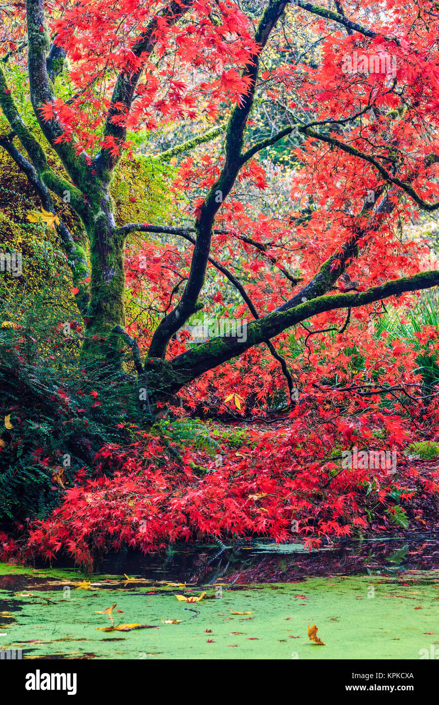 Fall colors. Arboretum. Seattle. Washington Stock Photo - Alamy