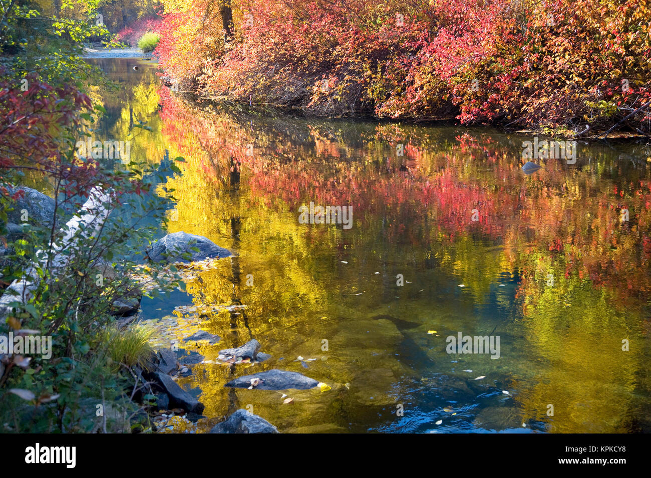 Deep Fall Colors, Wenatchee River, Stevens Pass Leavenworth, Washington ...