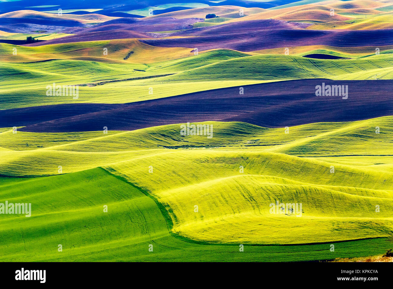 Yellow Green Wheat Fields Black Dirt Fallow Land from Steptoe Butte at ...