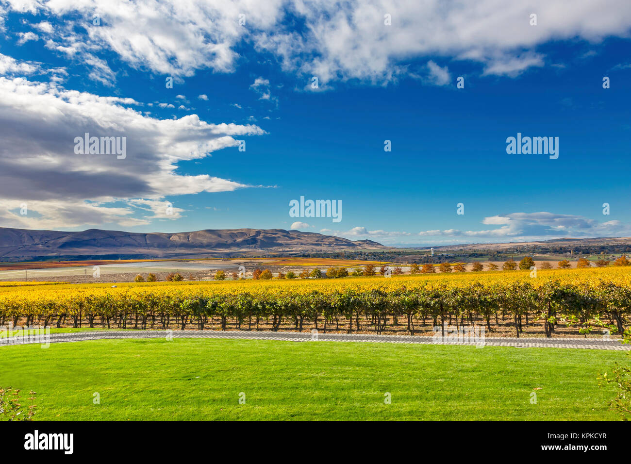 Yellow Leaves Vines Rows Grapes Wine Green Grass Autumn Red Mountain ...