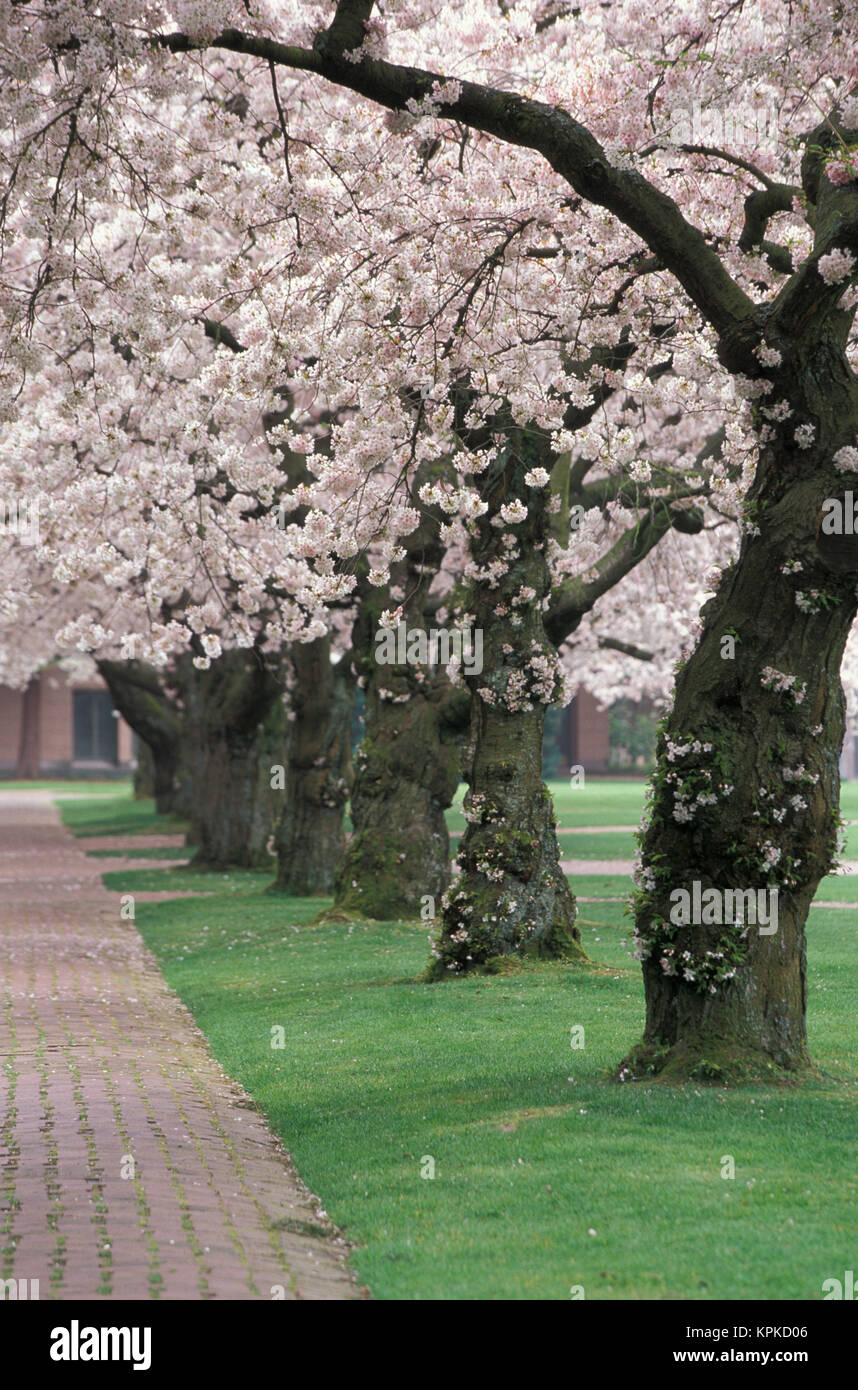 North America, USA, Washington, Seattle. Cherry blossoms at the ...