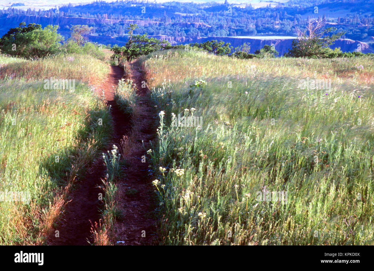 A dirt road through the McCall Nature Preserve on the Columbia River ...