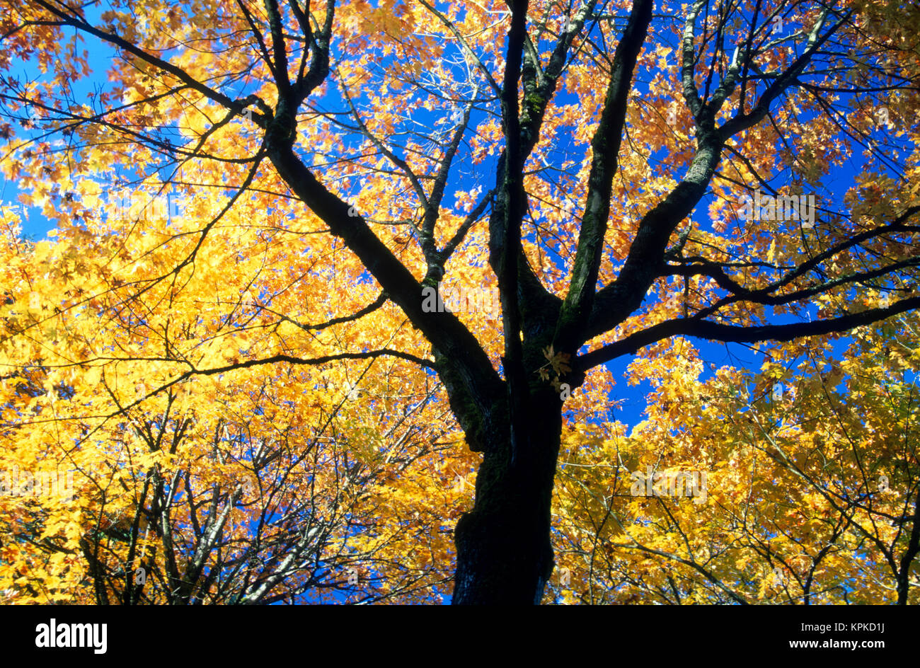 Maple trees in fall foliage Stock Photo - Alamy