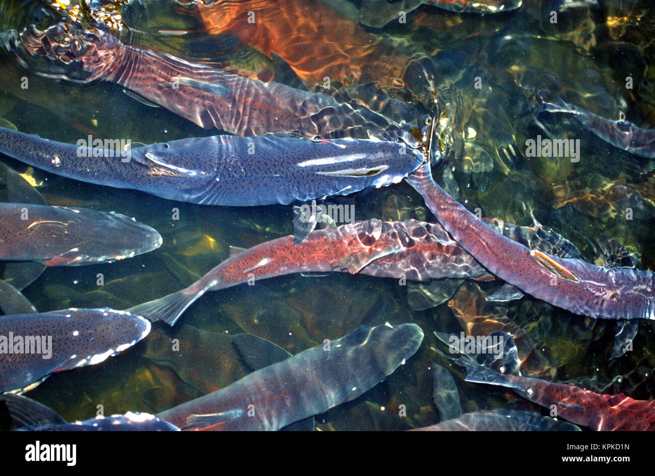 Migrating fish hi-res stock photography and images - Alamy