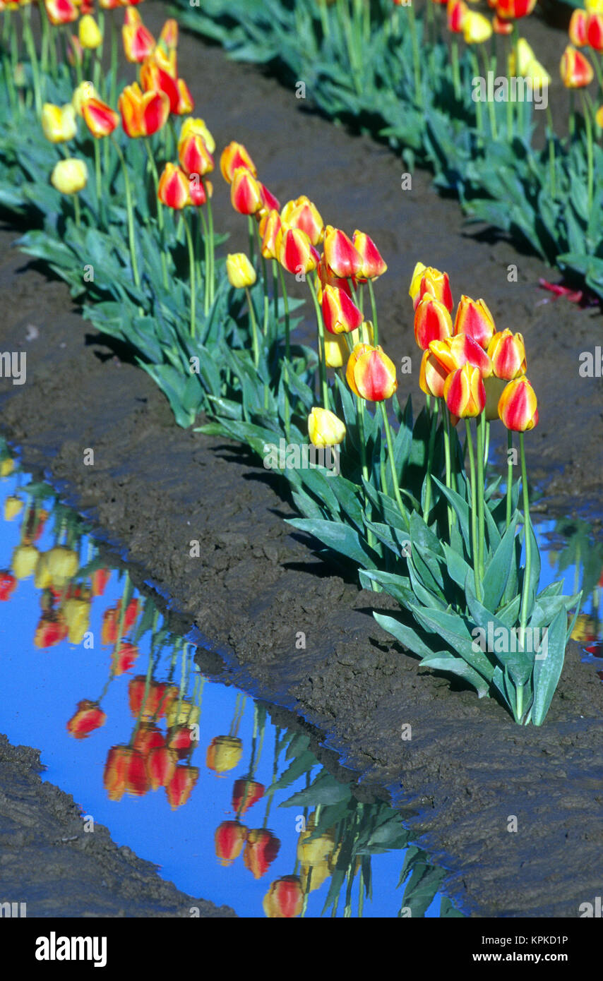 Row of tulips Stock Photo - Alamy