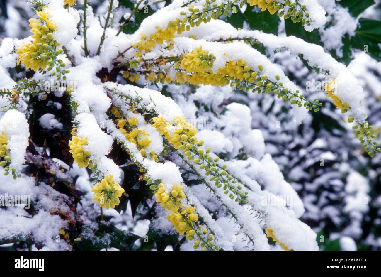 Snow on flowering bush Stock Photo - Alamy