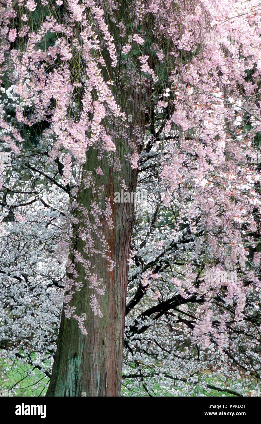 Flowering cherry tree bark hi-res stock photography and images - Alamy