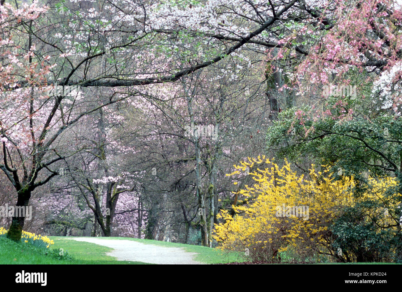 Spring blooms in Washington Park Arboretum, Seattle Stock Photo - Alamy