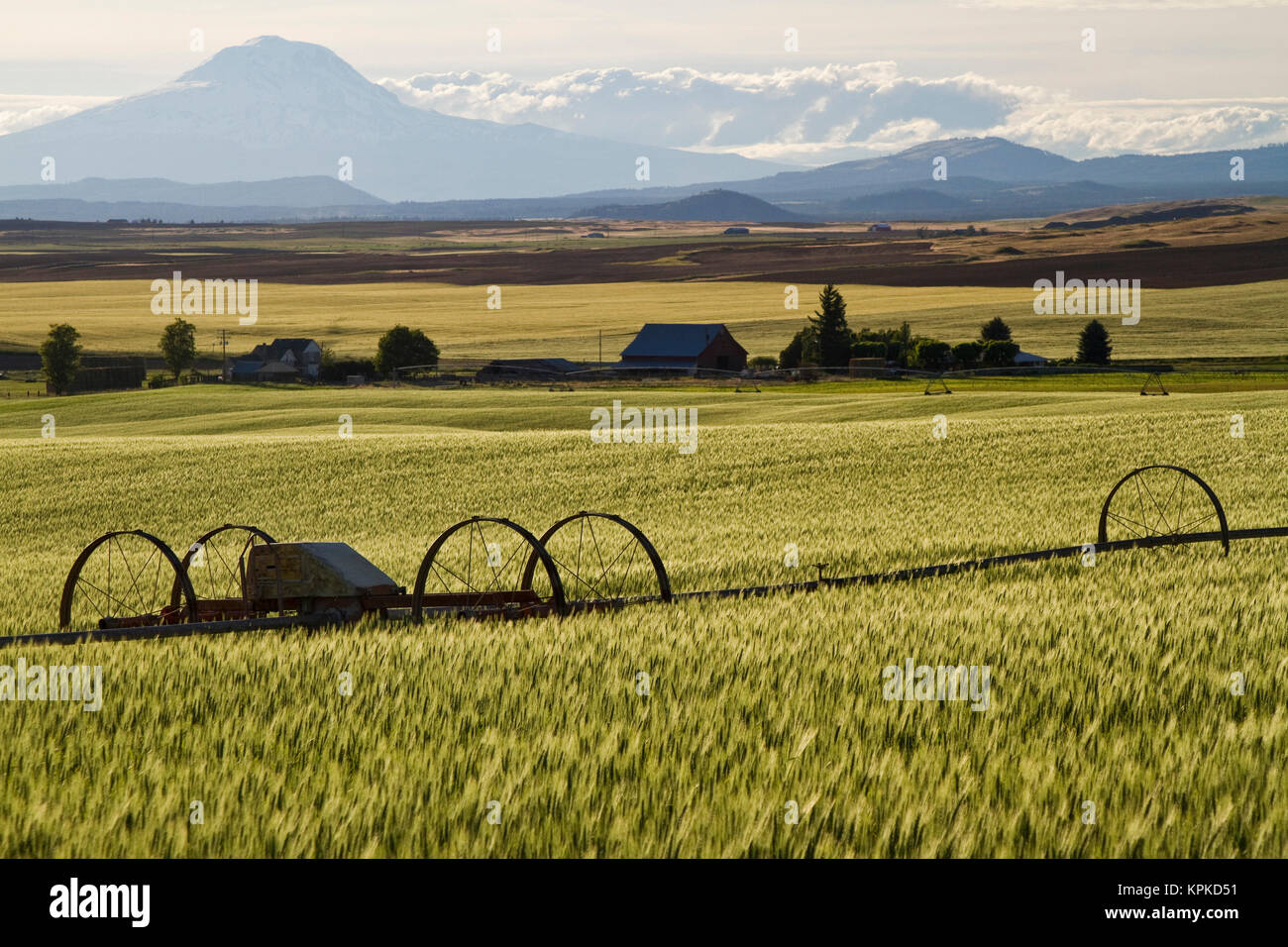 Mt. Adams looms over a Goldendale, WA, wheat farm Stock Photo - Alamy