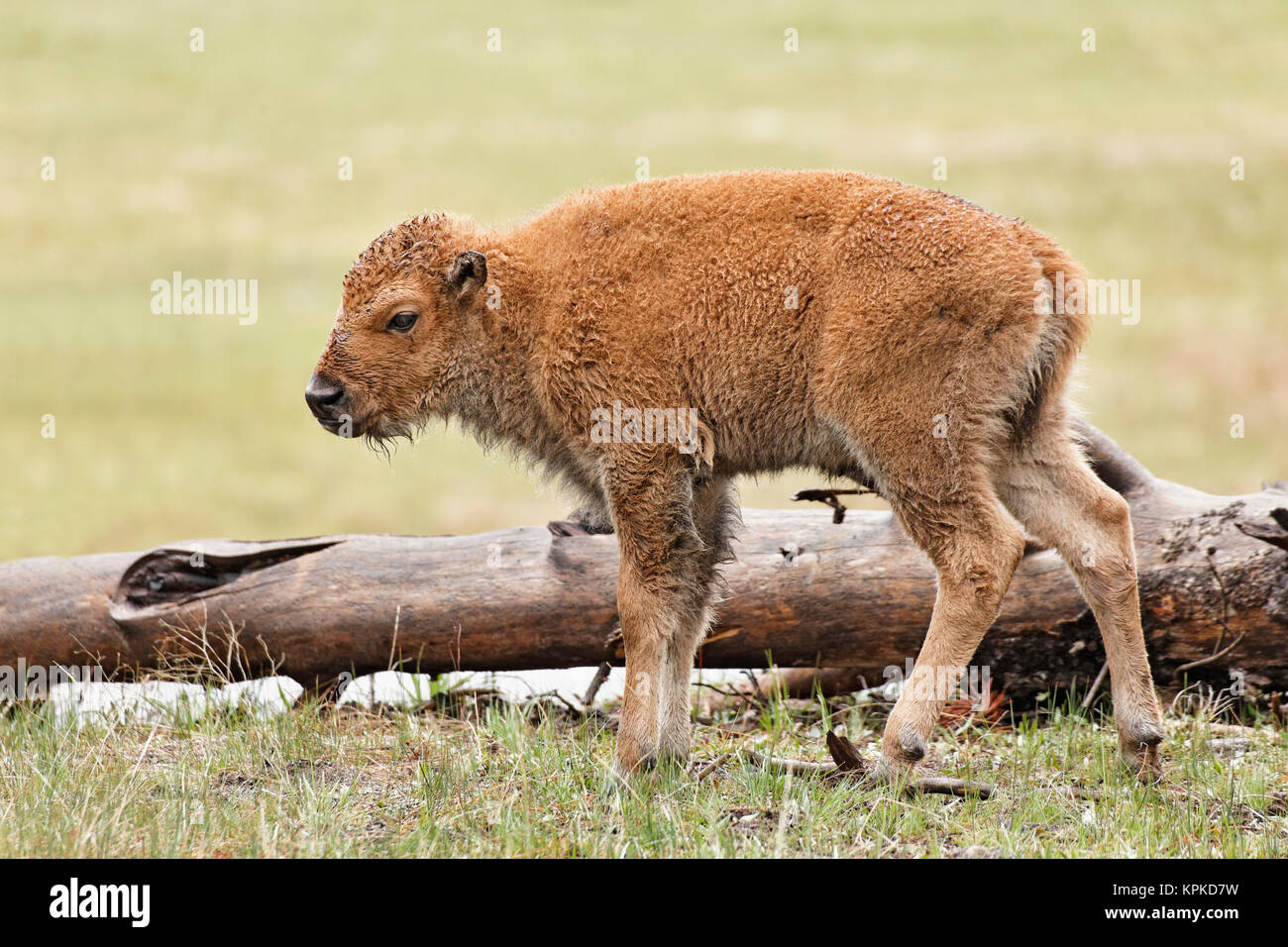 Baby Bison, Yellowstone National Park, Wyoming Stock Photo - Alamy
