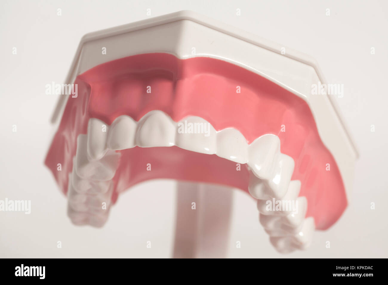 Dental human teeth model Stock Photo - Alamy