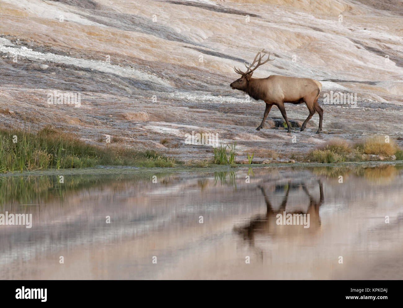 Bull Elk reflecting on pond at base of Canary Spring, Yellowstone ...