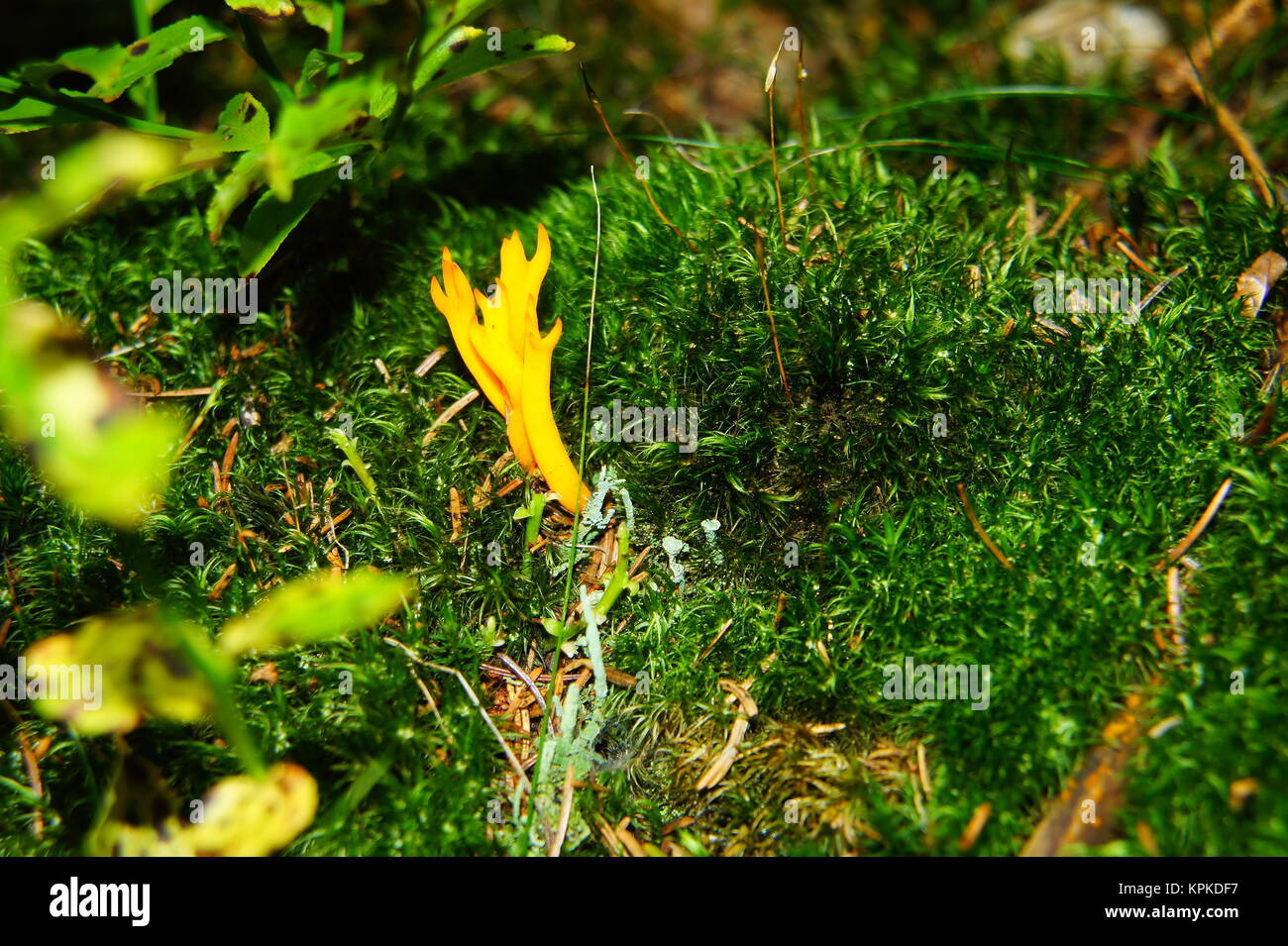 yellow goatee,a poisonous wild mushroom Stock Photo - Alamy