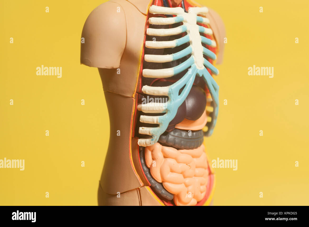 Human Body Anatomy Model on a yellow background Stock Photo - Alamy