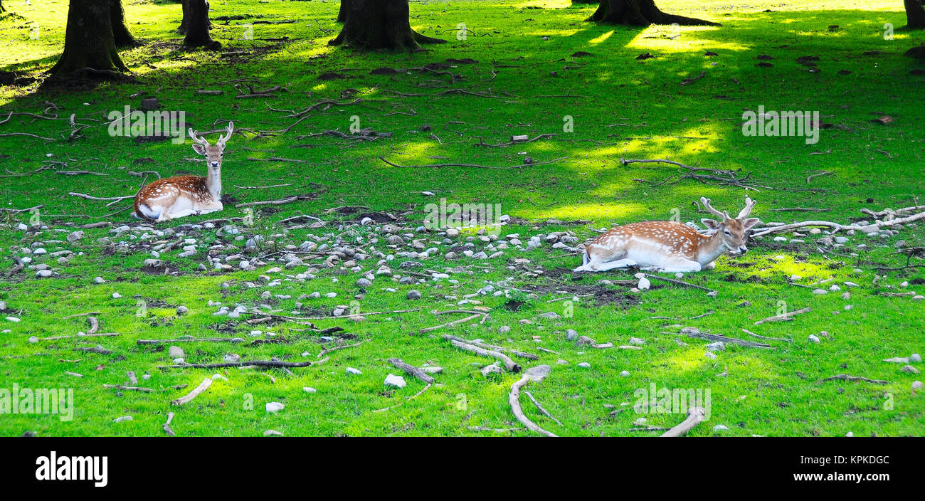 fallow deer lying in green grass, Savoy, France Stock Photo - Alamy