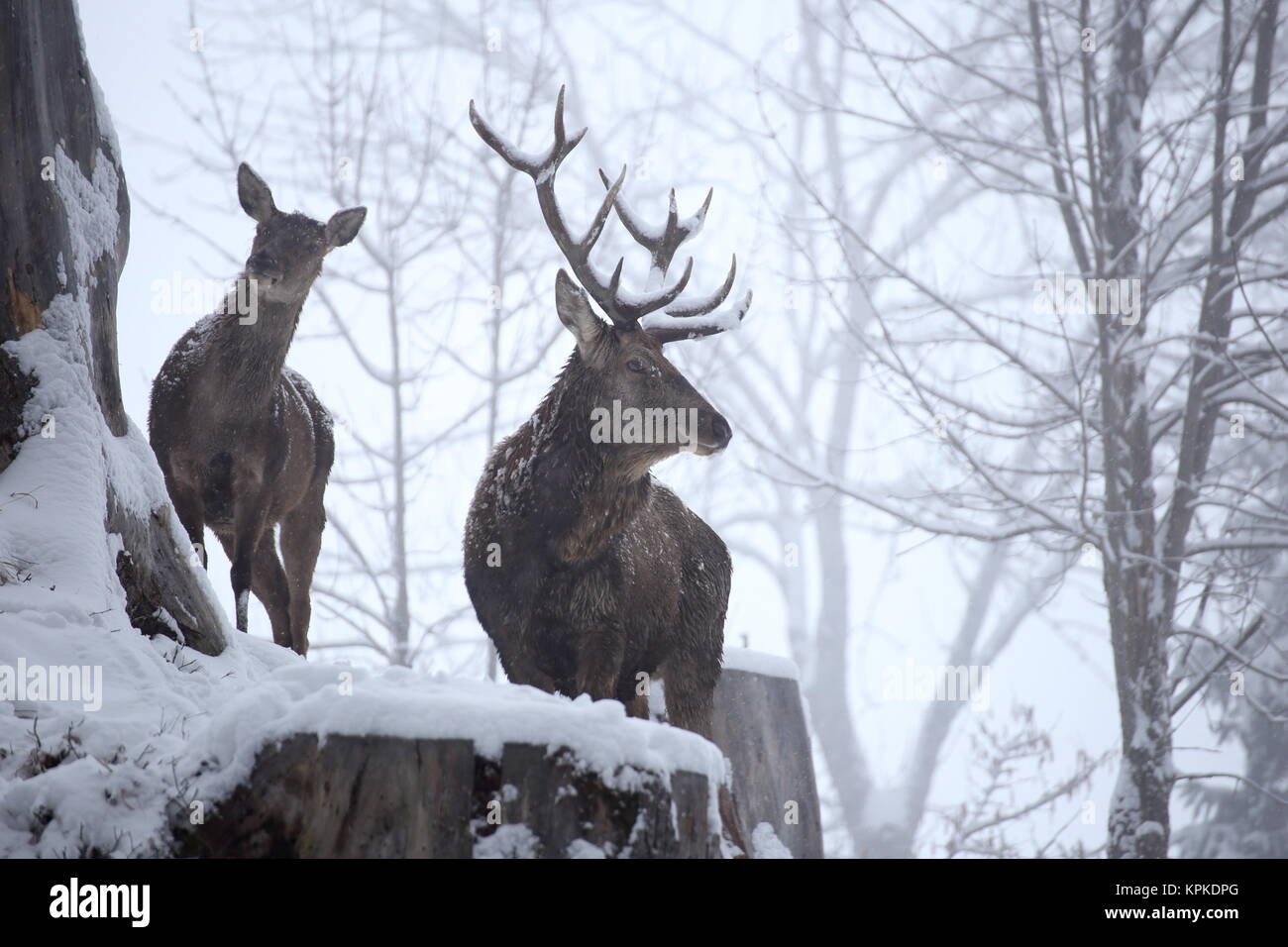 deer in winter Stock Photo - Alamy