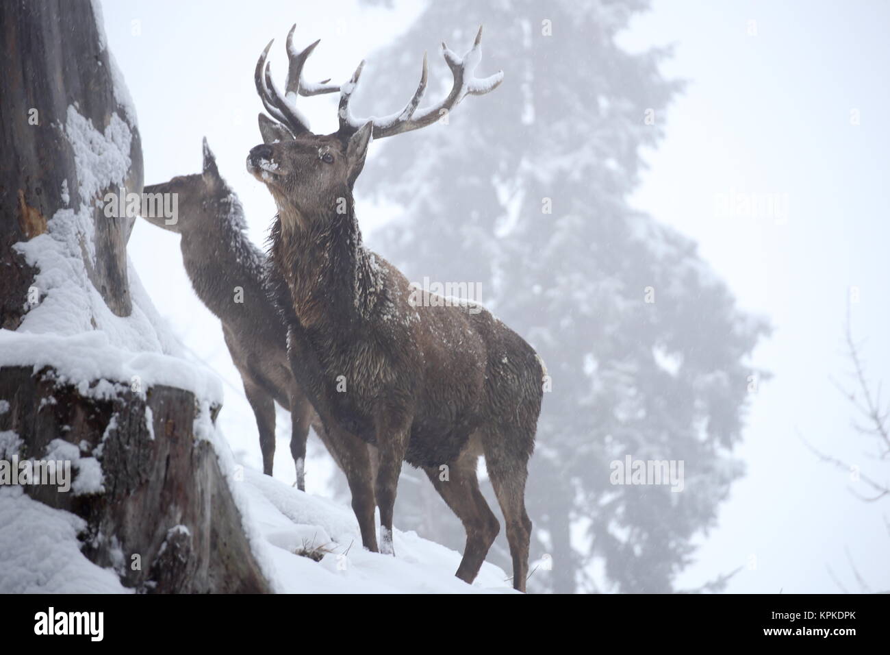 deer in winter Stock Photo - Alamy