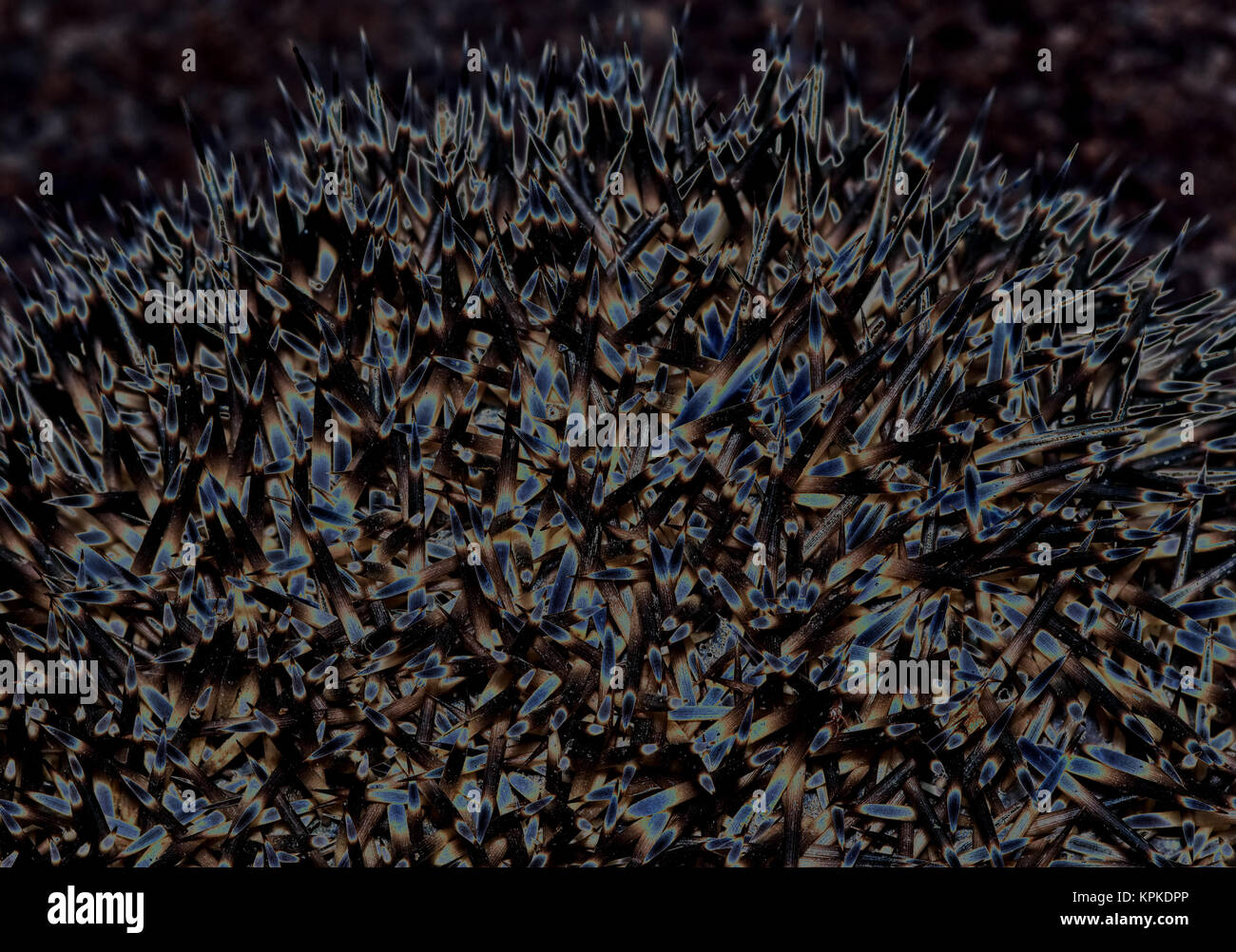 Digitale stilkunst hi-res stock photography and images - Alamy