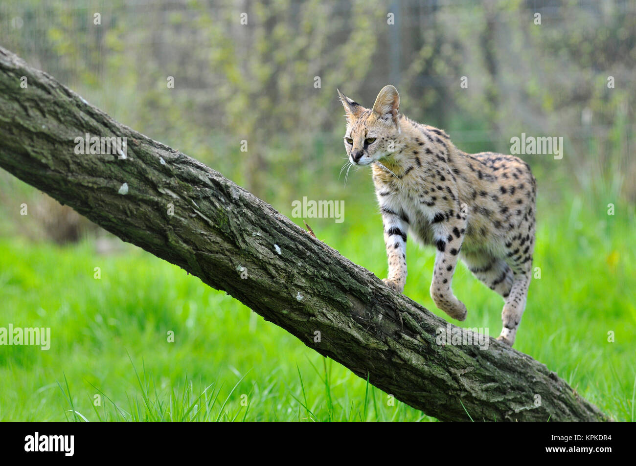 Serval on trunk tree Stock Photo - Alamy