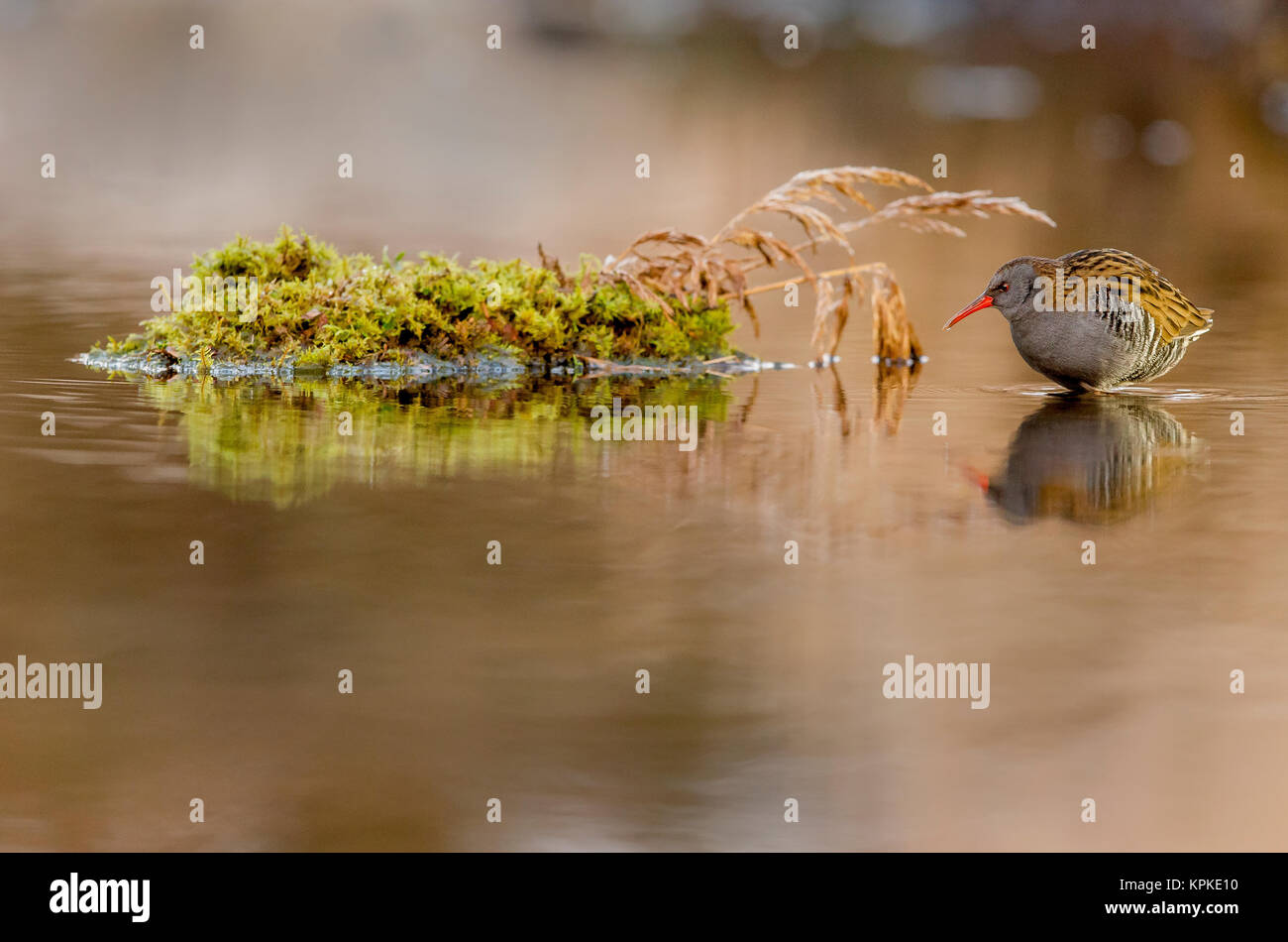 Water Rail in open water Stock Photo - Alamy