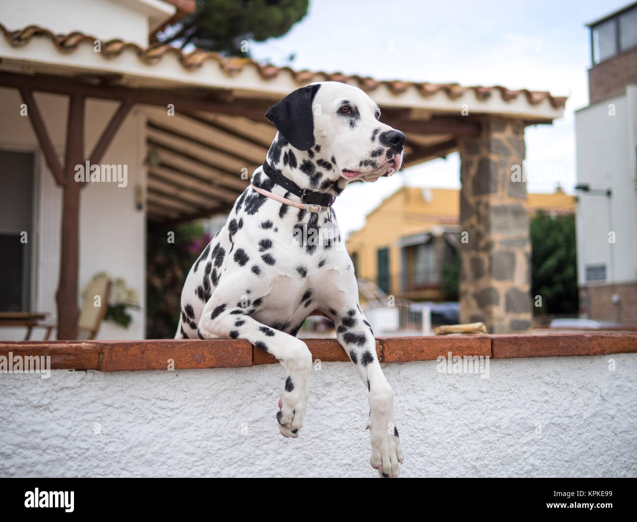 Dalmatian look hi-res stock photography and images - Alamy
