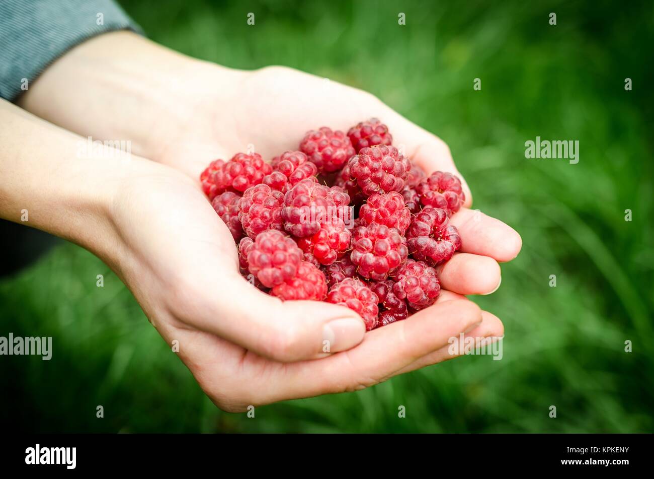 Hands holding raspberries Stock Photo - Alamy