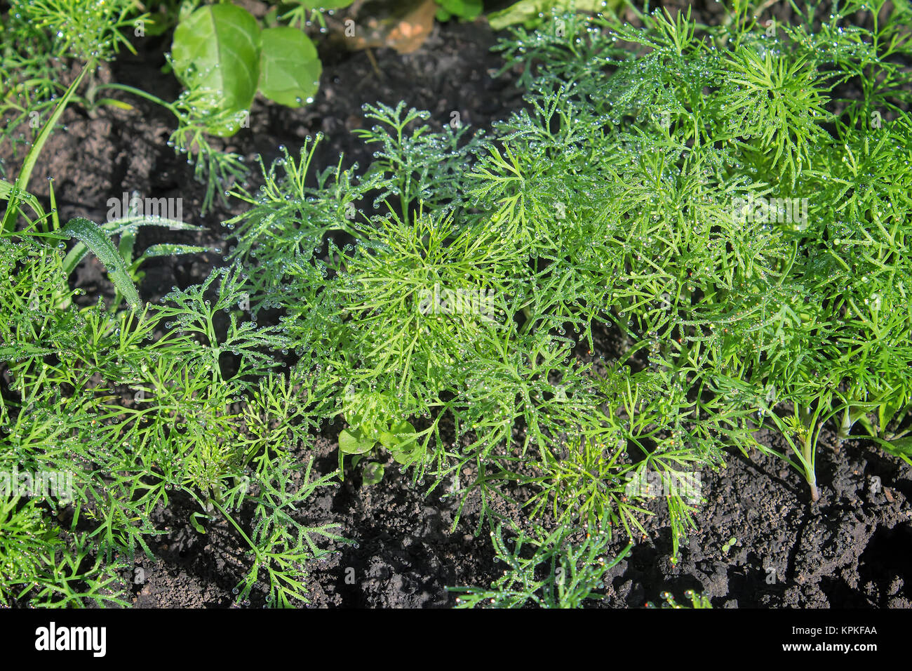 Young plants of dill, covered with dew Stock Photo - Alamy