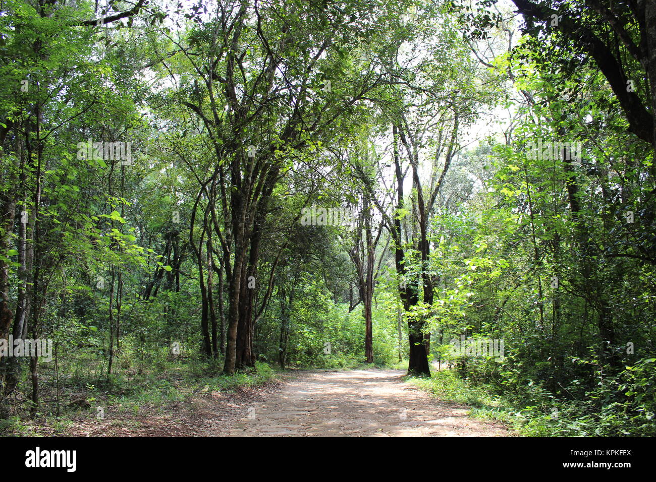 Nature trail in a forest with tall trees and green bushes Stock Photo ...