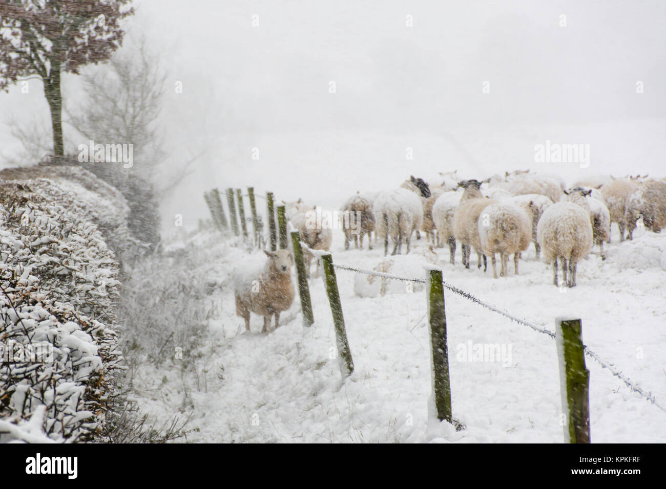 Sheep out in freezing conditions hi-res stock photography and images ...