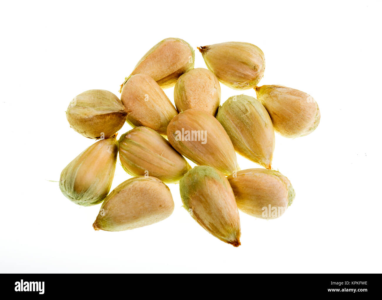Detail of multiple bunya pine seeds Stock Photo - Alamy
