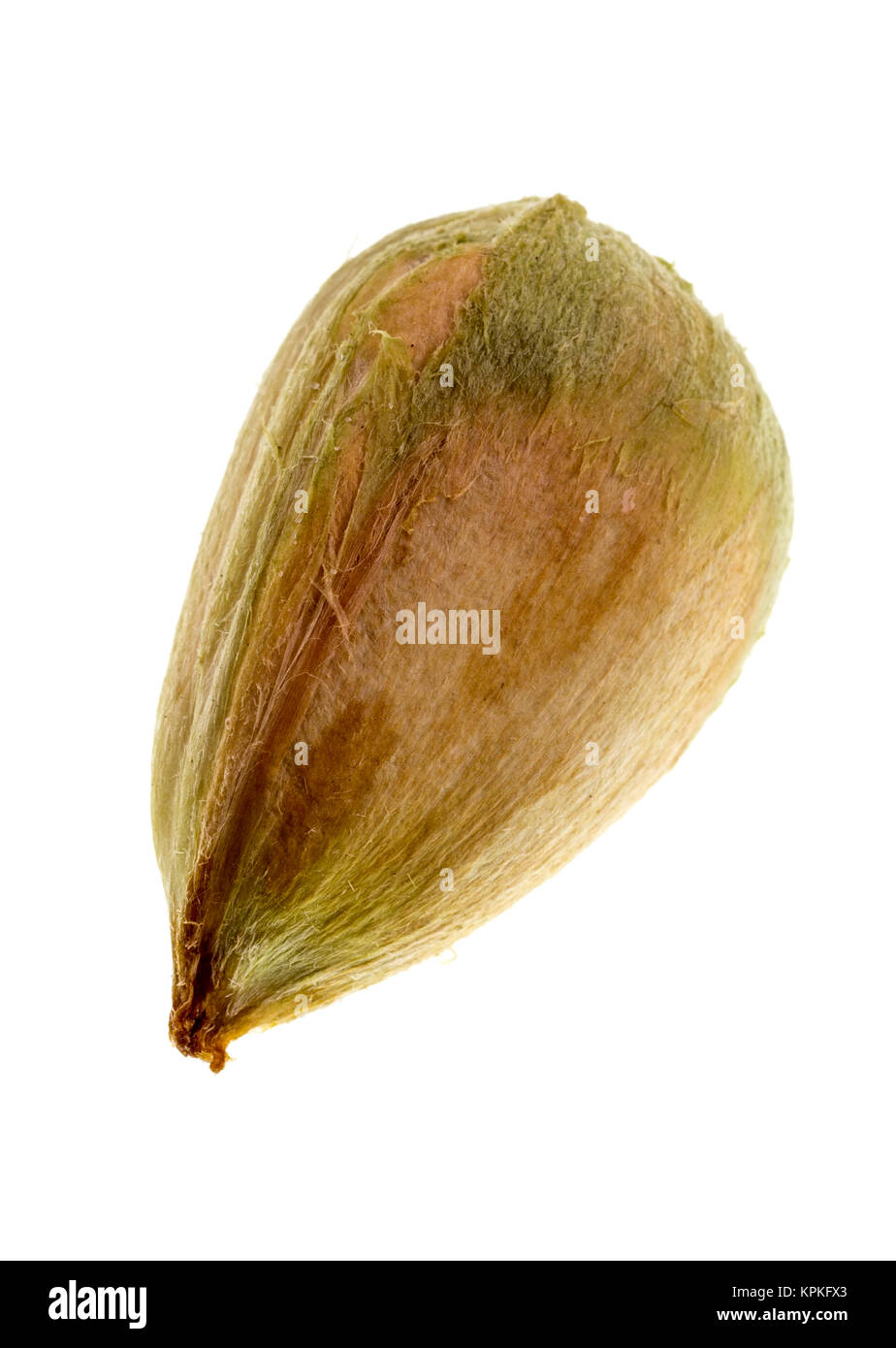 Detail of a single bunya pine seed Stock Photo - Alamy