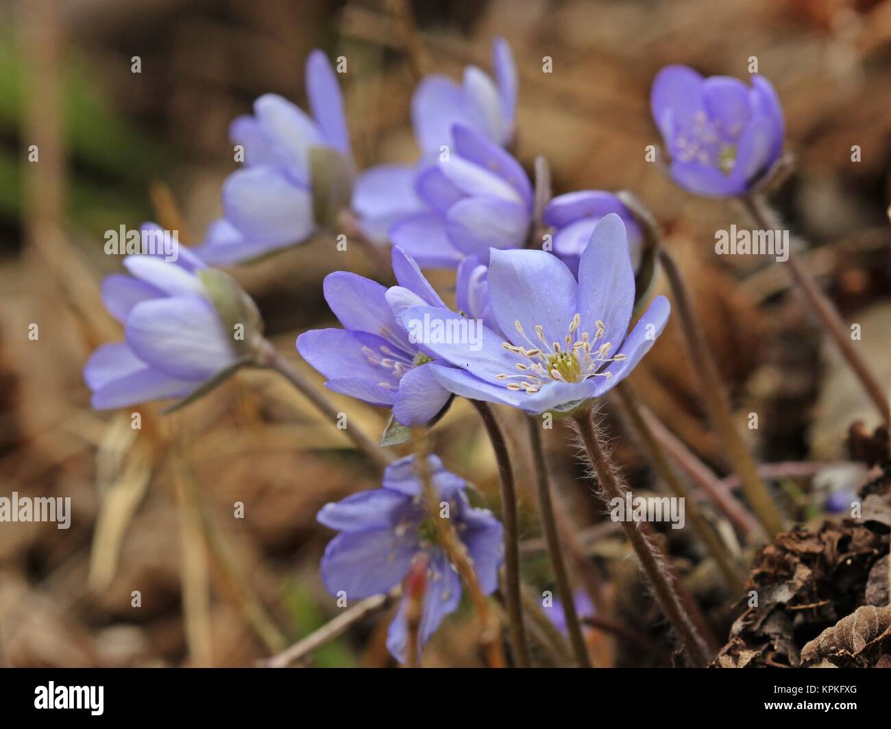 hepatica (hepatica nobilis Stock Photo - Alamy