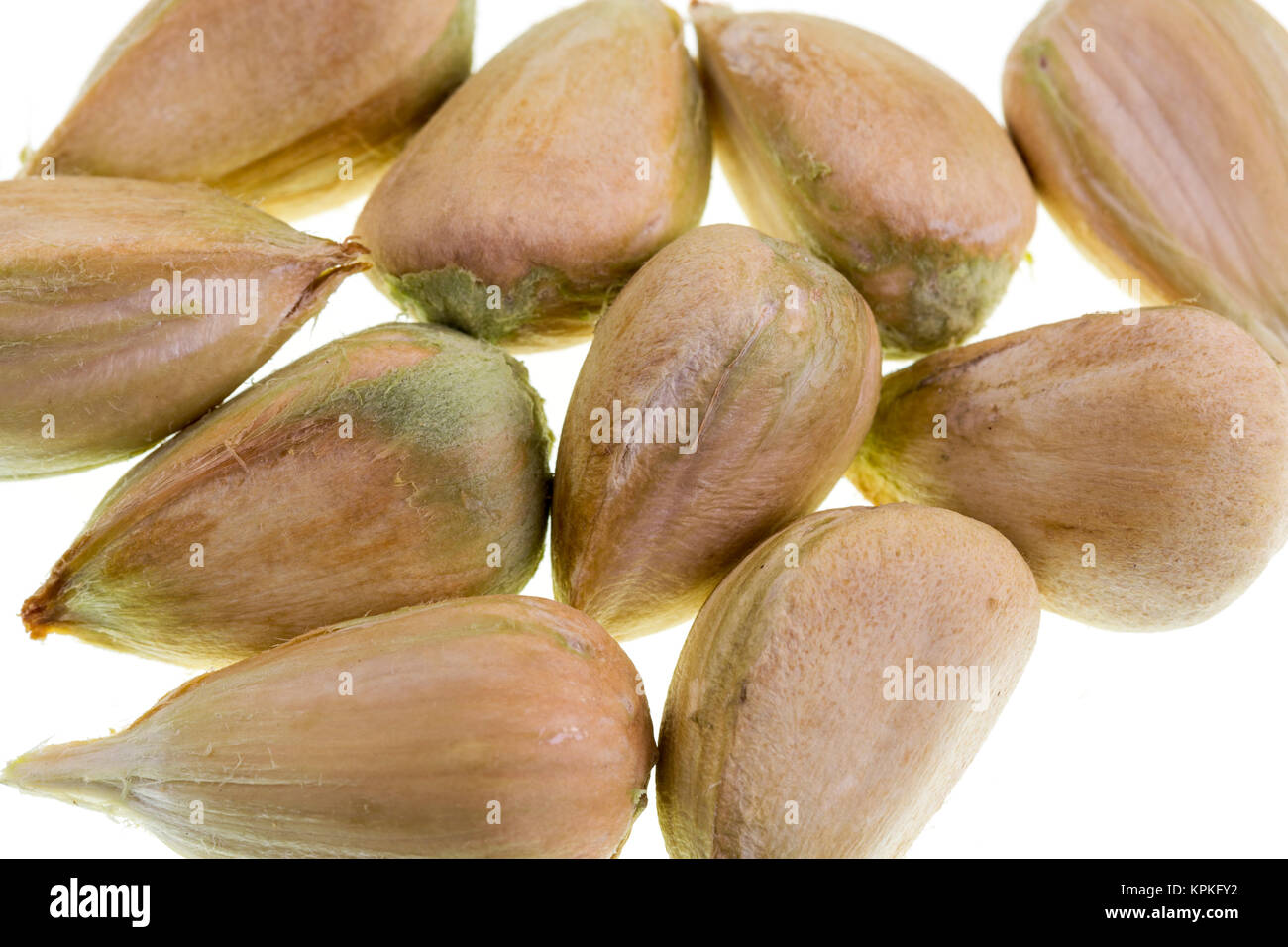 Bunya Bunya Pine High Resolution Stock Photography and Images - Alamy