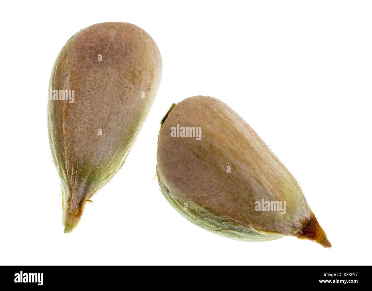 Detail of two bunya pine seeds Stock Photo - Alamy