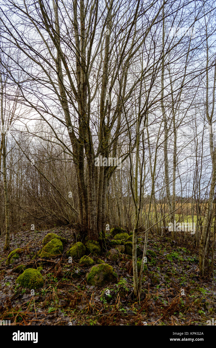 tree trunk textures in natural environment. natural environmental ...