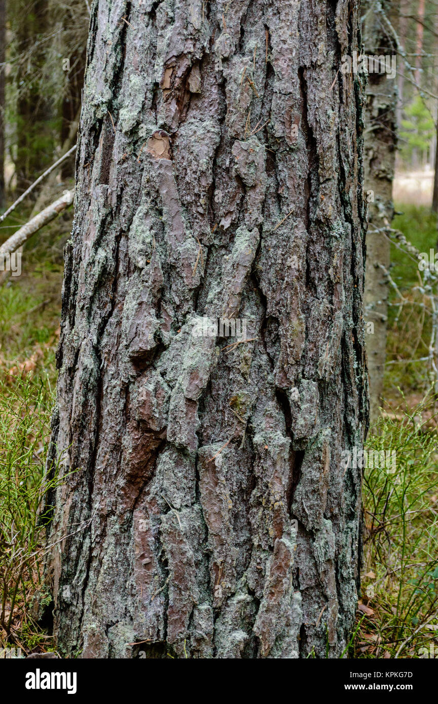 lonely tree trunks in forest in summer. natural environmental detail ...