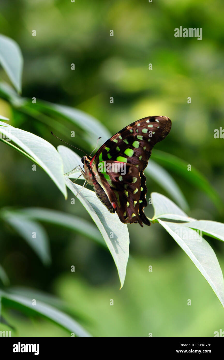 malachite (siproeta stelenes synonym metamorpha stelenes Stock Photo ...