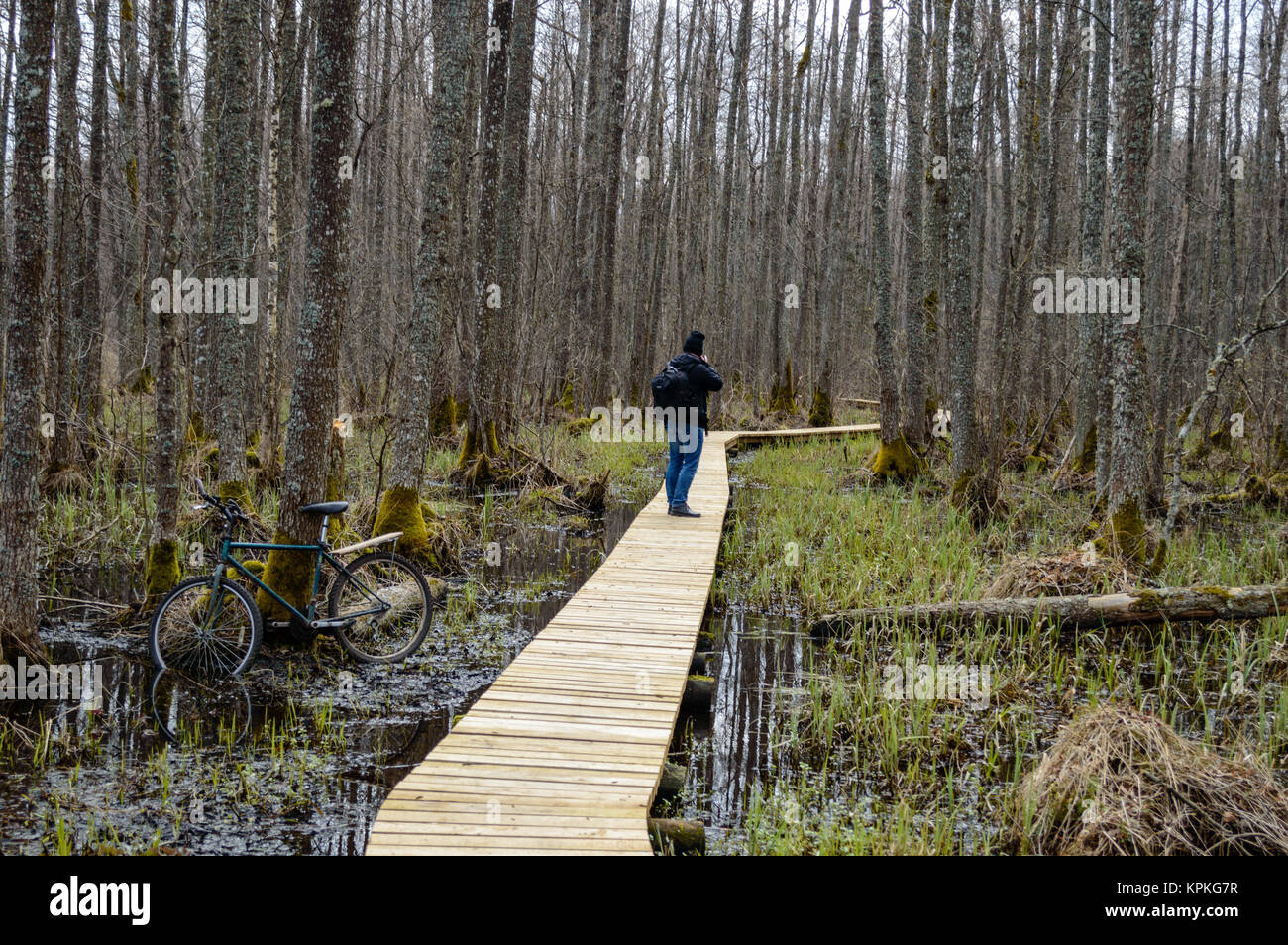 boardwalk in swamp hiking trail. natural environmental detail view in ...