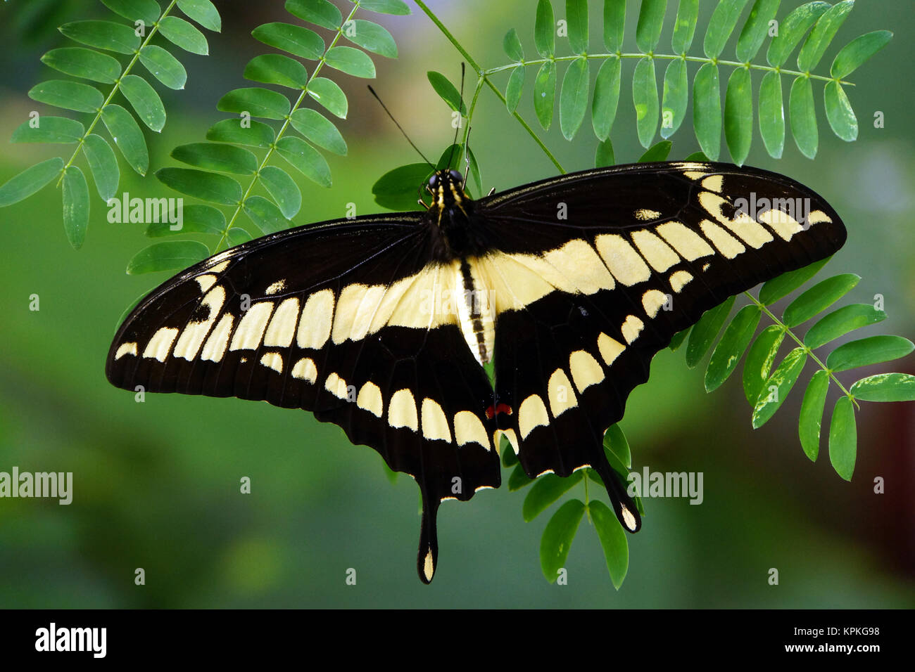 king swallowtail (papilio thoas Stock Photo - Alamy