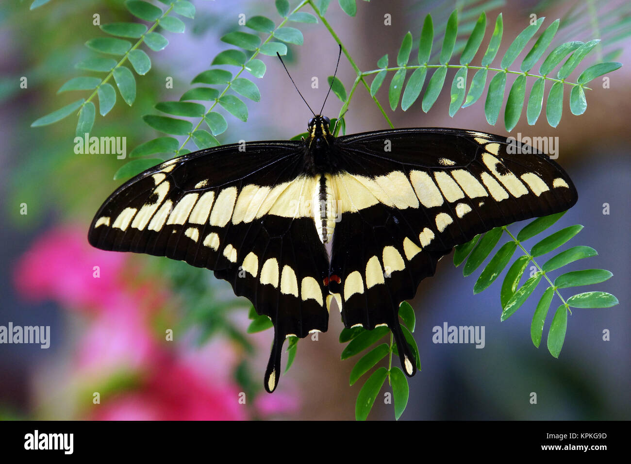 king swallowtail (papilio thoas Stock Photo - Alamy