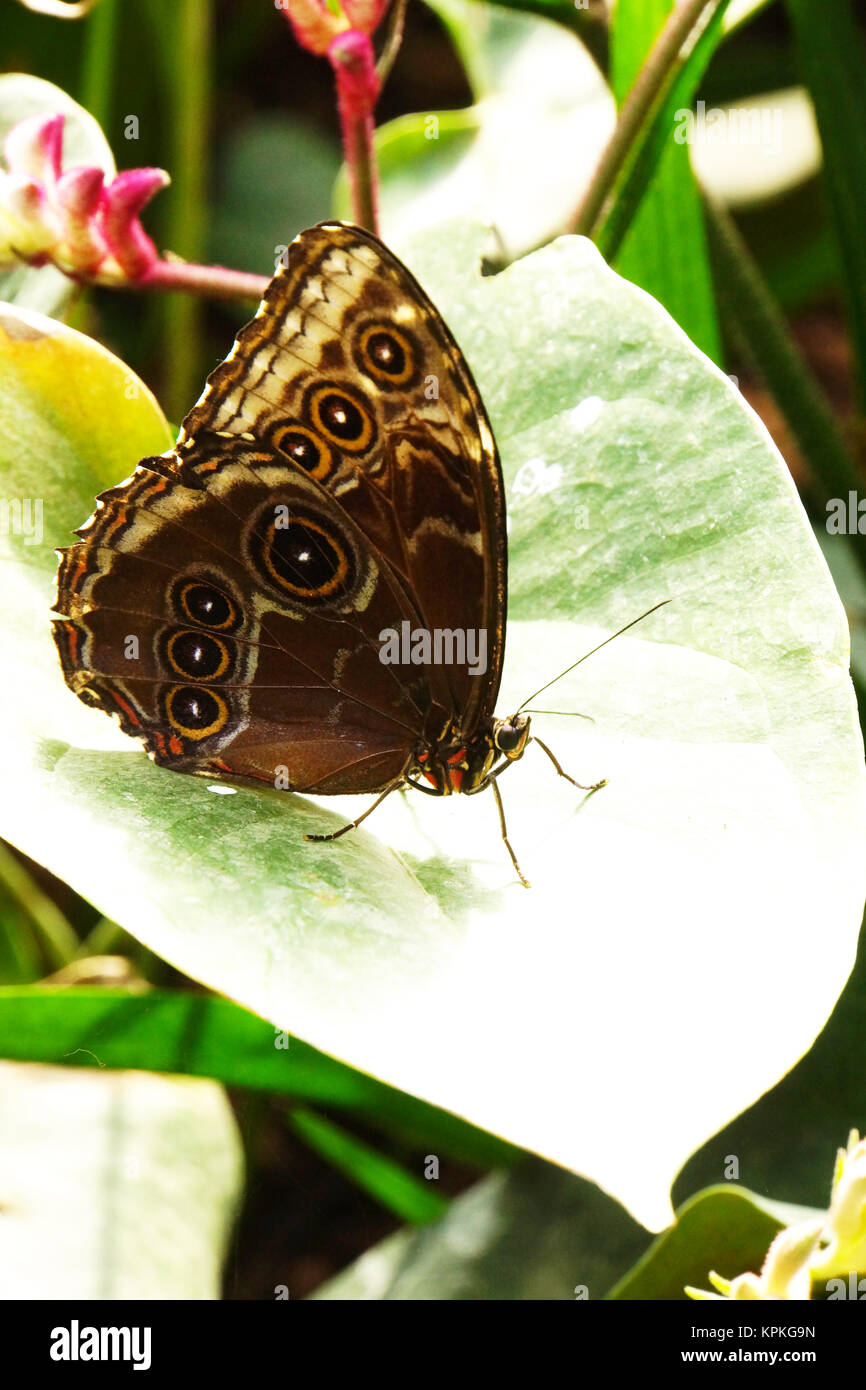 bottom of the blue morpho (morpho peleides) or himmelsfalter Stock ...