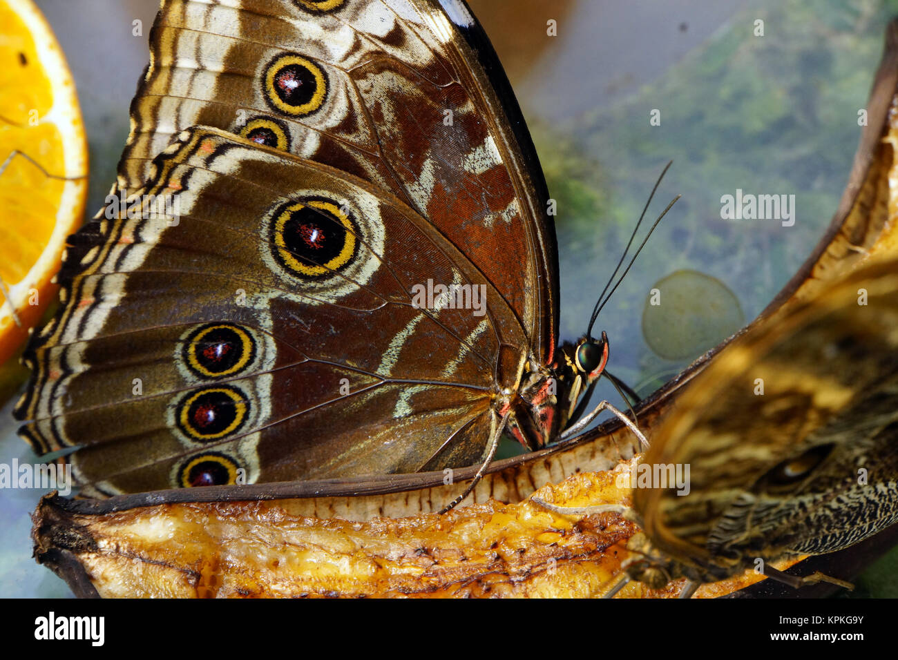 bottom of the blue morpho (morpho peleides) or himmelsfalter Stock ...