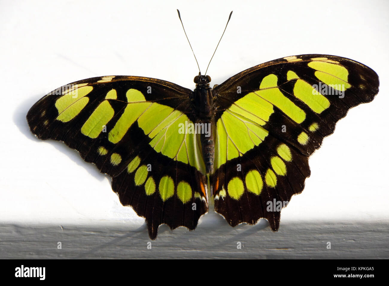 Metamorpha stelenes butterfly hi-res stock photography and images - Alamy