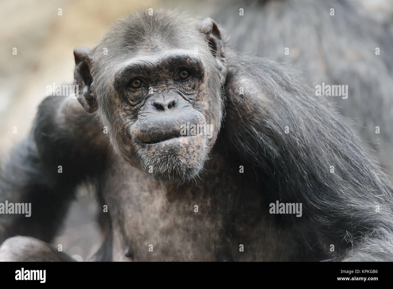 Monkey nostrils hi-res stock photography and images - Alamy