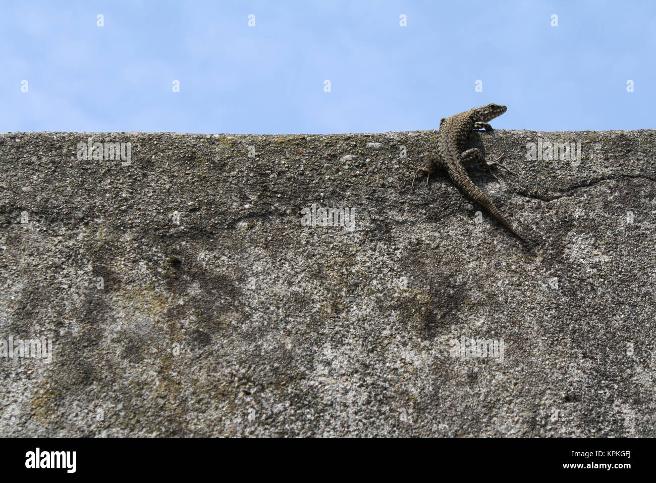 Blue wall lizard hi-res stock photography and images - Alamy