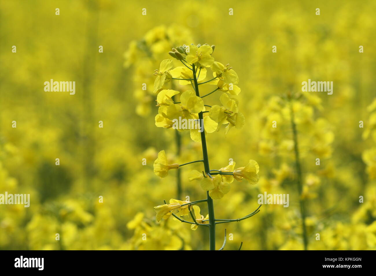 Colza - rapeseed flowers. Yellow flowers background, wallpaper Stock ...