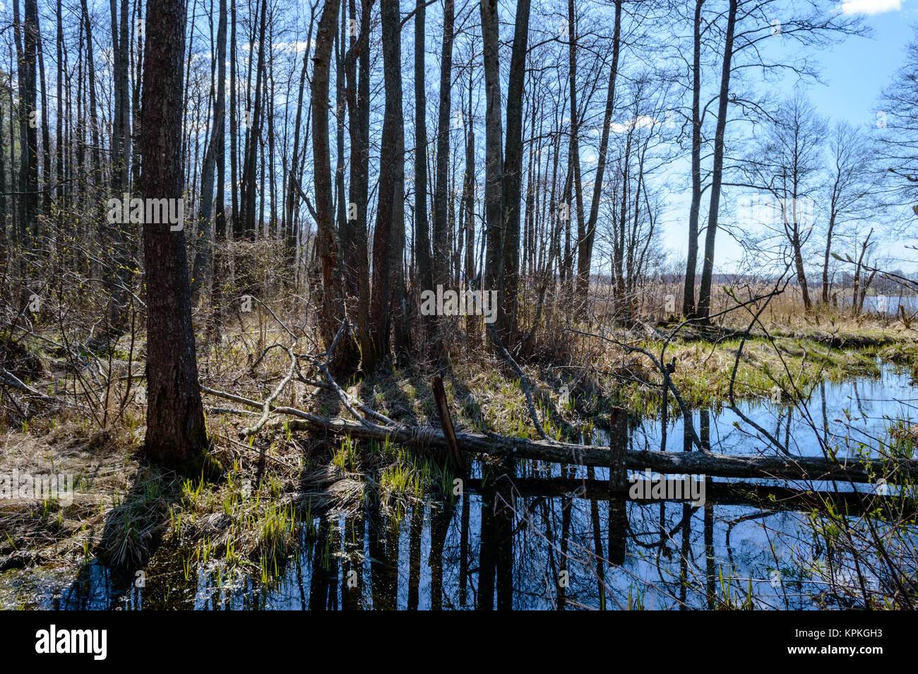 forest river in spring. natural environmental detail view in latvia ...
