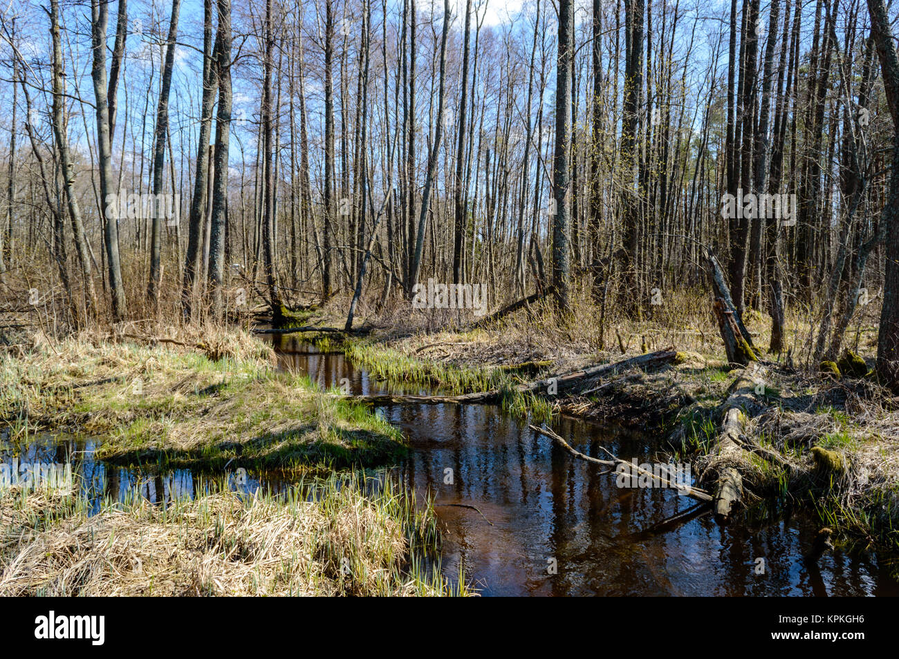 tree trunk textures in natural environment. natural environmental ...