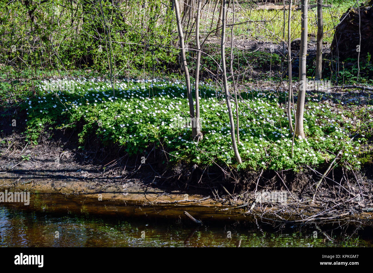 forest river in spring. natural environmental detail view in latvia ...